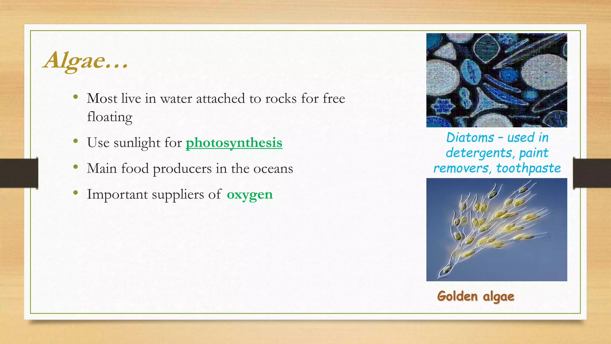 Characteristics of algae | PPTX