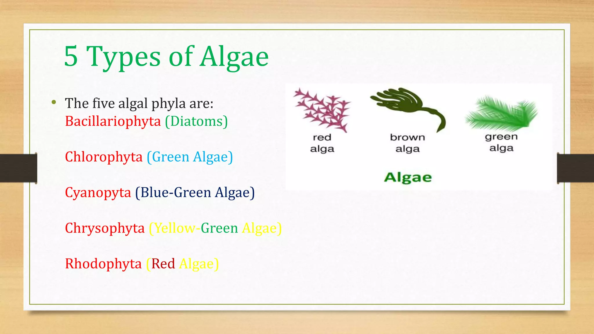 Characteristics of algae | PPTX