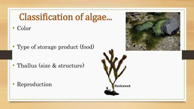 Characteristics of algae | PPTX | Infertility | Reproductive Health
