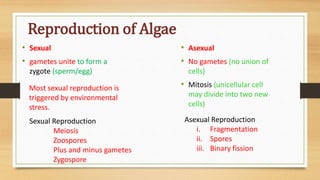 Characteristics of algae | PPTX