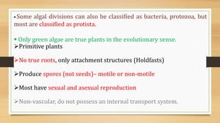 Characteristics of algae | PPTX