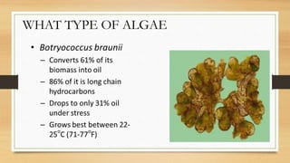 Characteristics of algae | PPTX