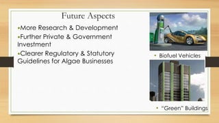 Characteristics of algae | PPTX