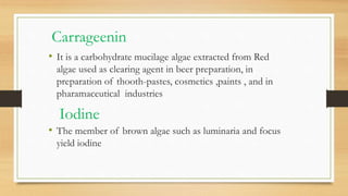 Characteristics of algae | PPTX