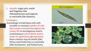 Characteristics of algae | PPTX