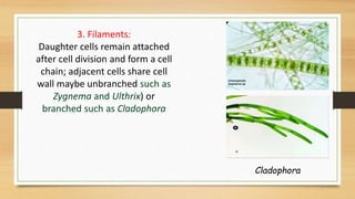 Characteristics of algae | PPTX