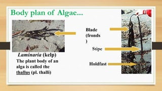 Characteristics of algae | PPTX