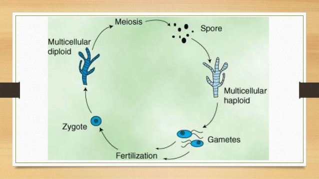 Characteristics of algae