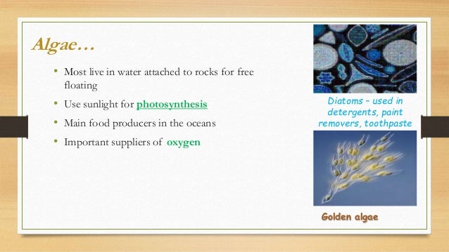 Characteristics of algae