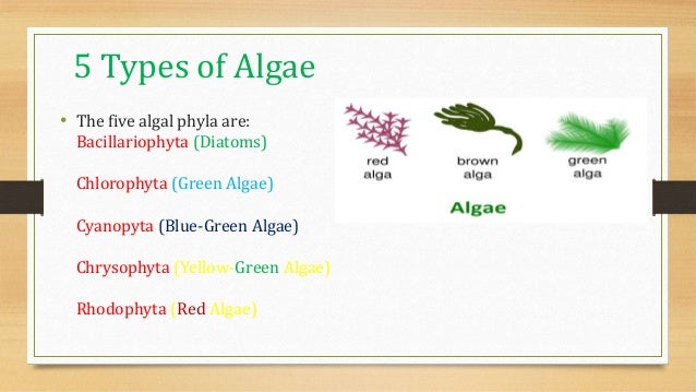 Characteristics of algae