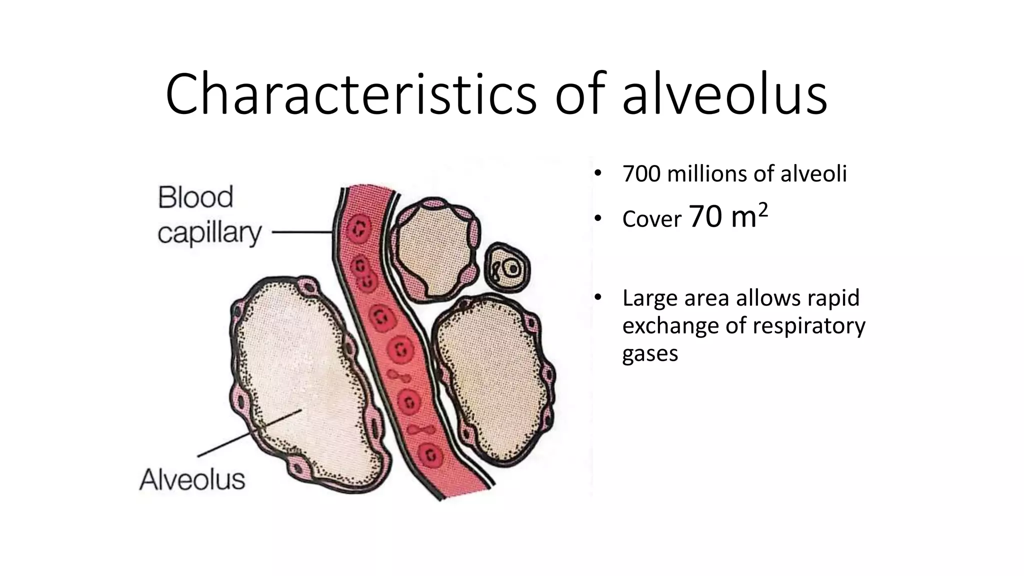characteristics of alveolus.pptx