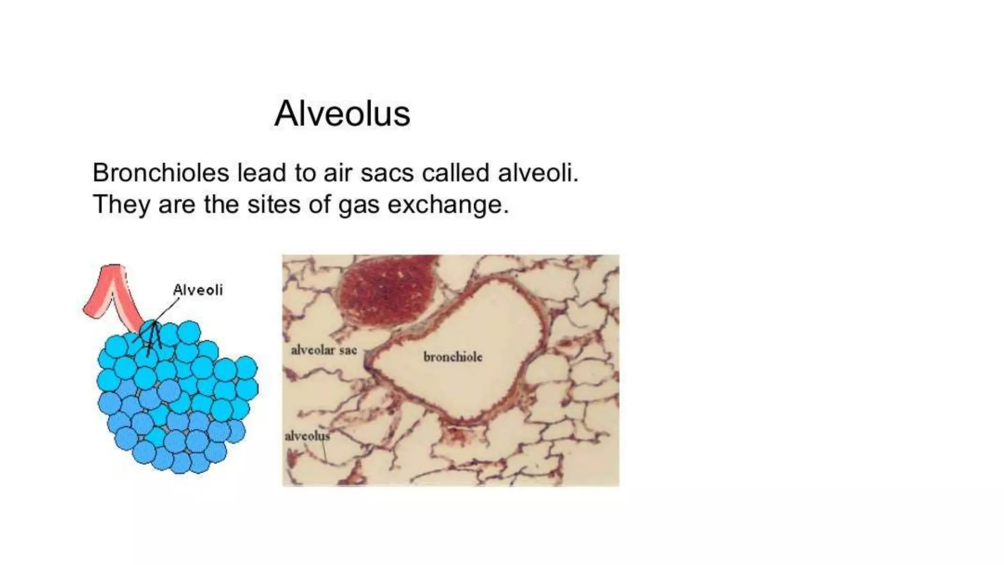 characteristics of alveolus.pptx