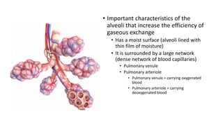 characteristics of alveolus.pptx