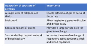 characteristics of alveolus.pptx