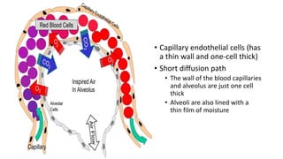 characteristics of alveolus.pptx