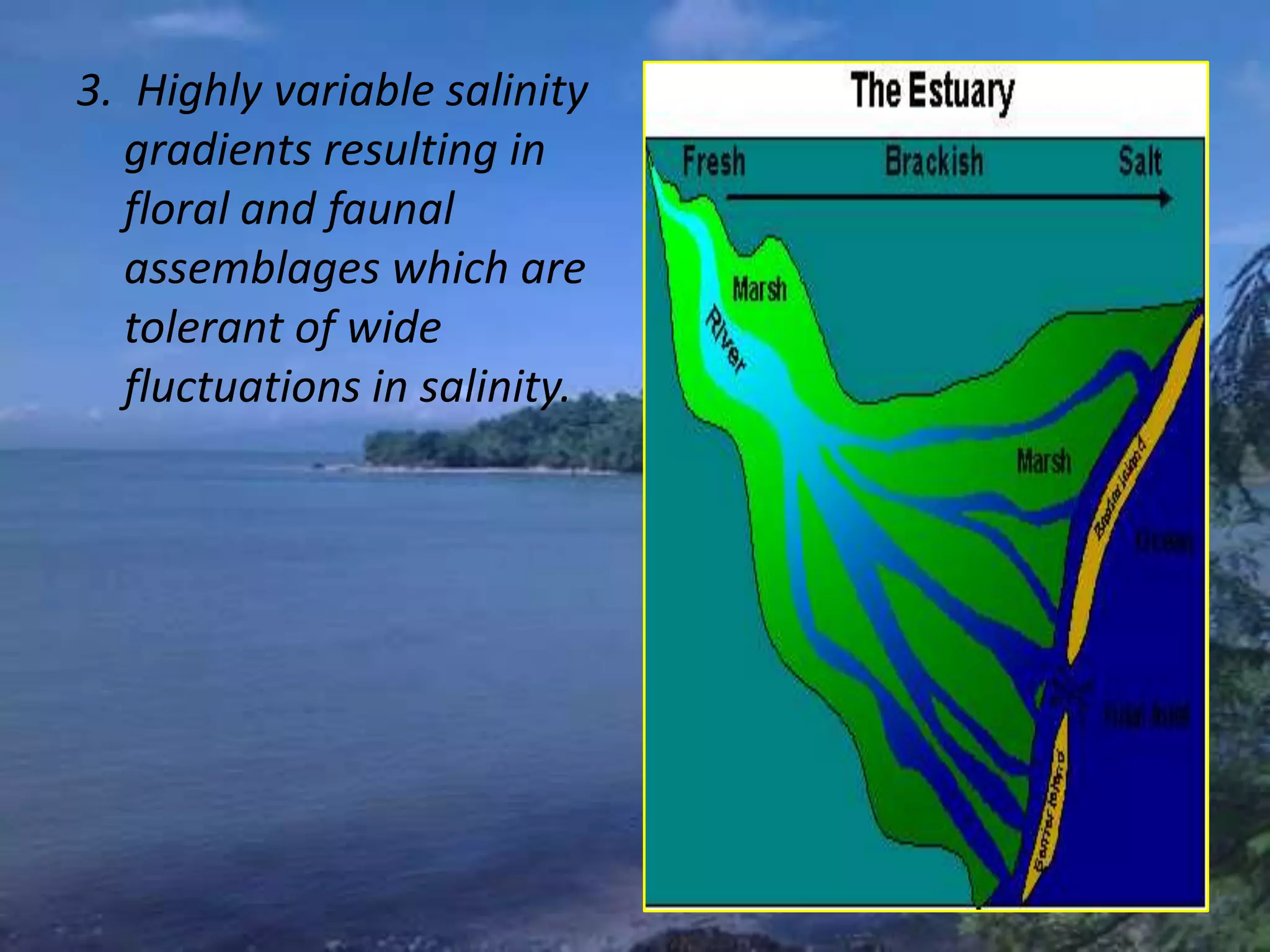 Characteristics of an estuary | PPTX