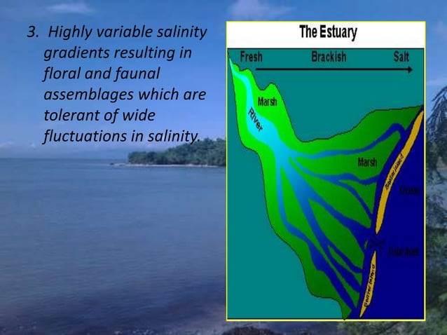 Characteristics of an estuary | PPTX