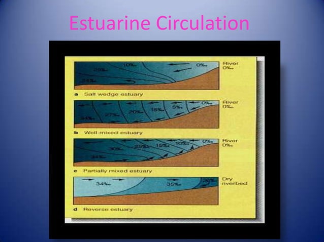 Characteristics of an estuary | PPT