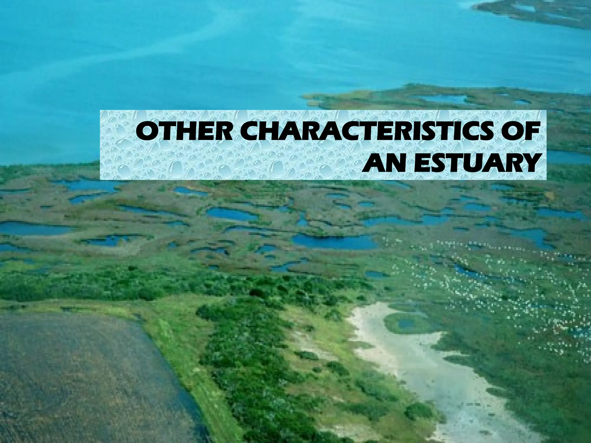 characteristics of an estuary grade 5 lesson.pptx