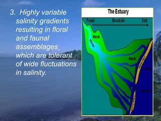 characteristics of an estuary grade 5 lesson.pptx
