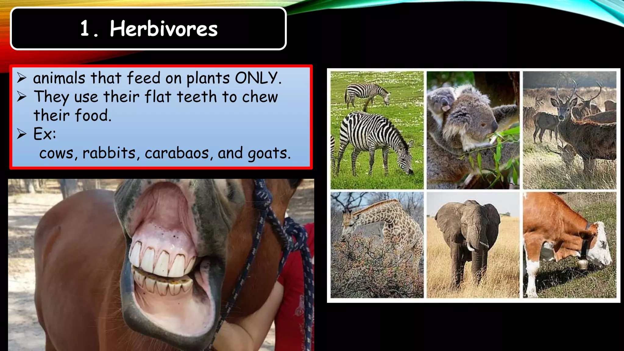 Characteristics of animals | PPTX