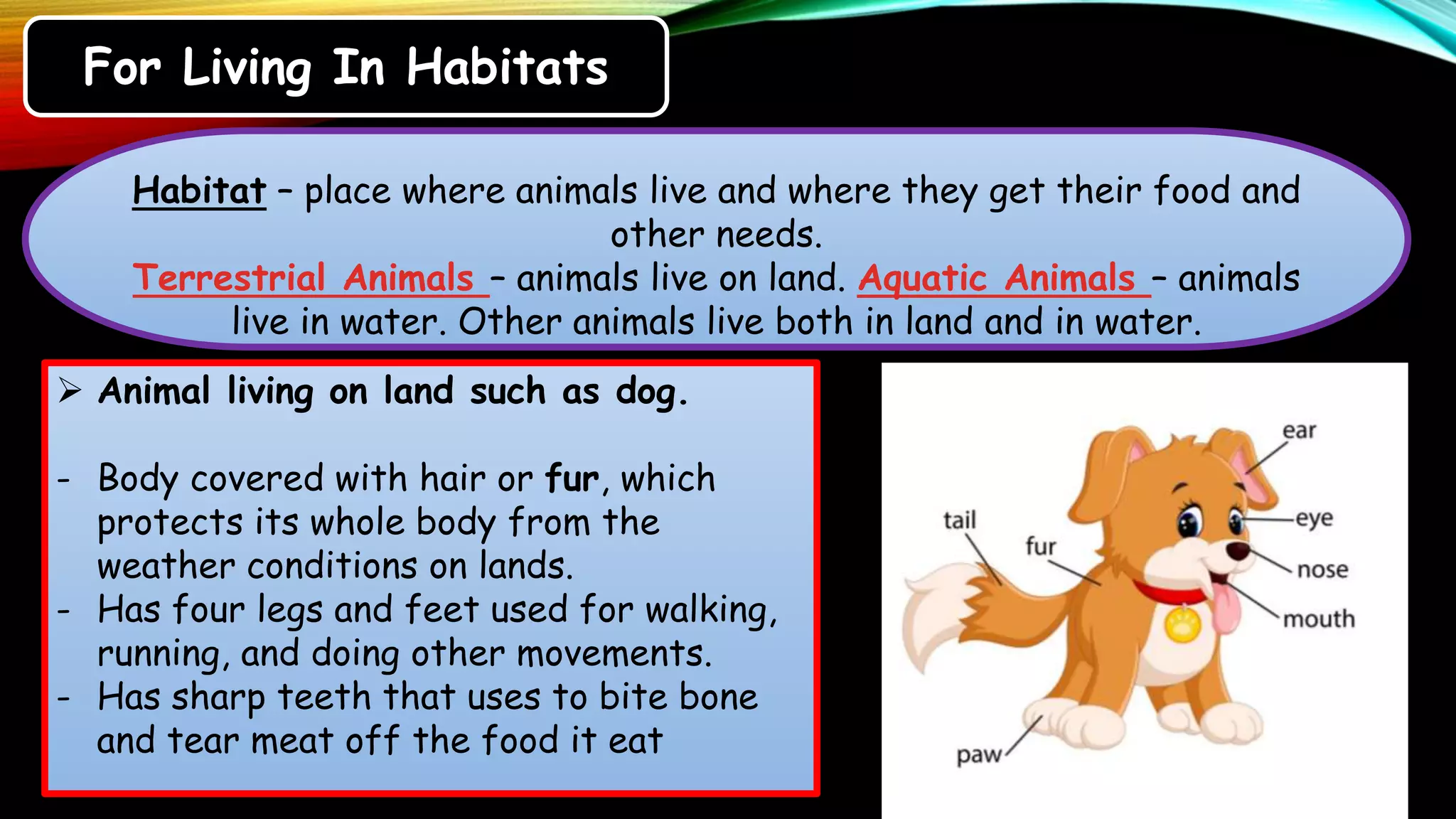Characteristics of animals | PPTX