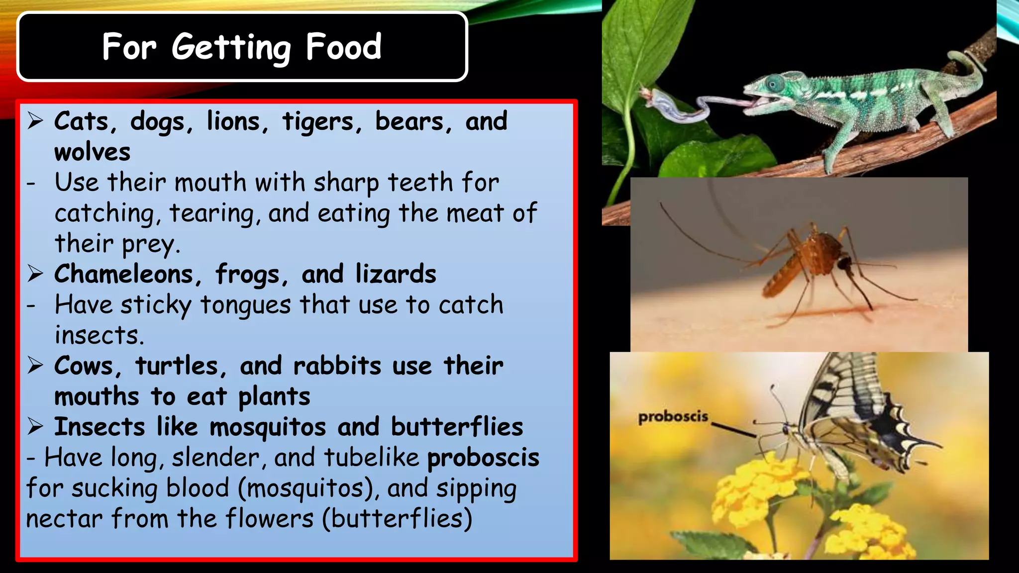 Characteristics of animals | PPTX