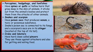 Characteristics of animals | PPTX