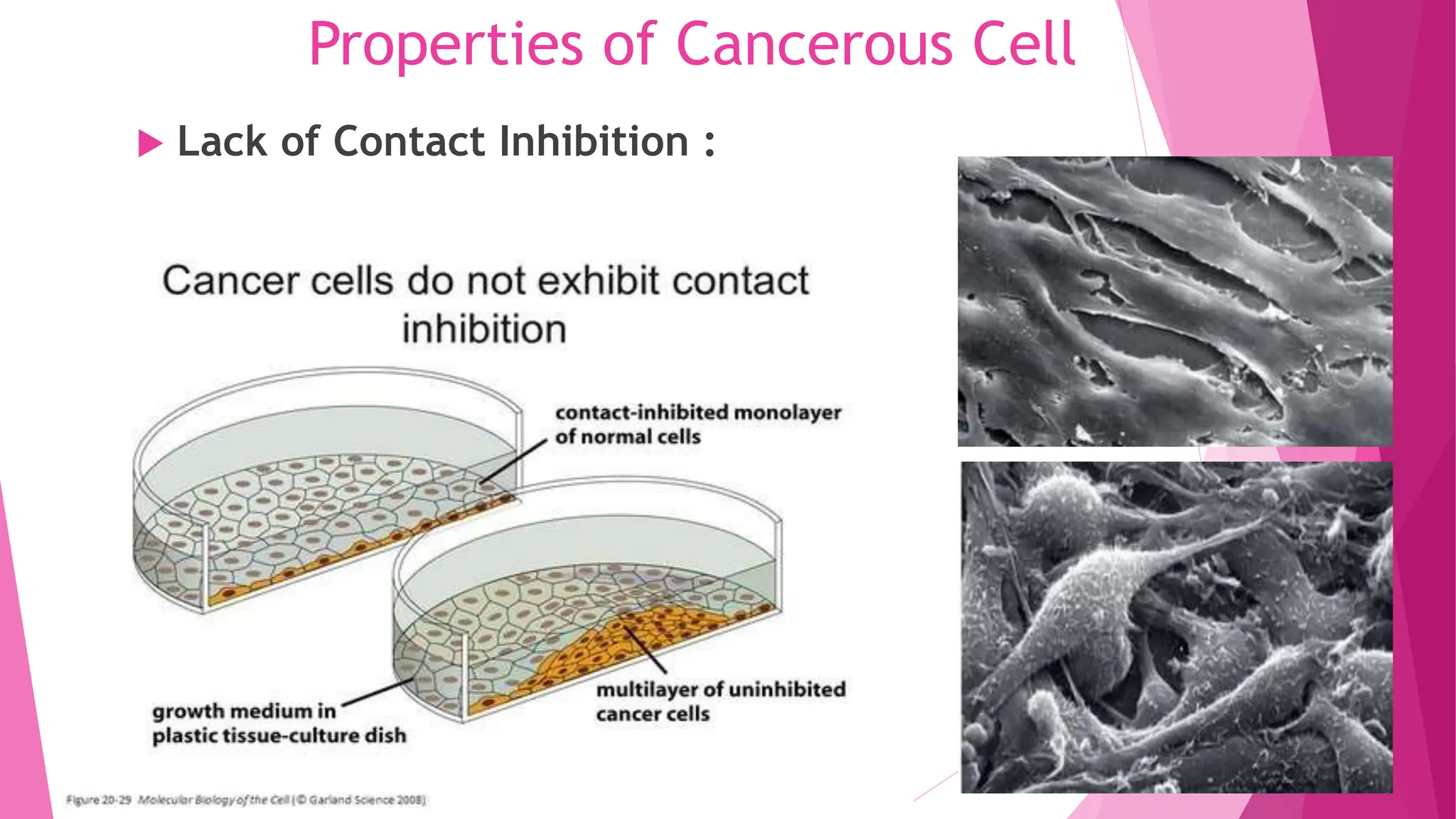 Characteristics of cancerous cell.pptx