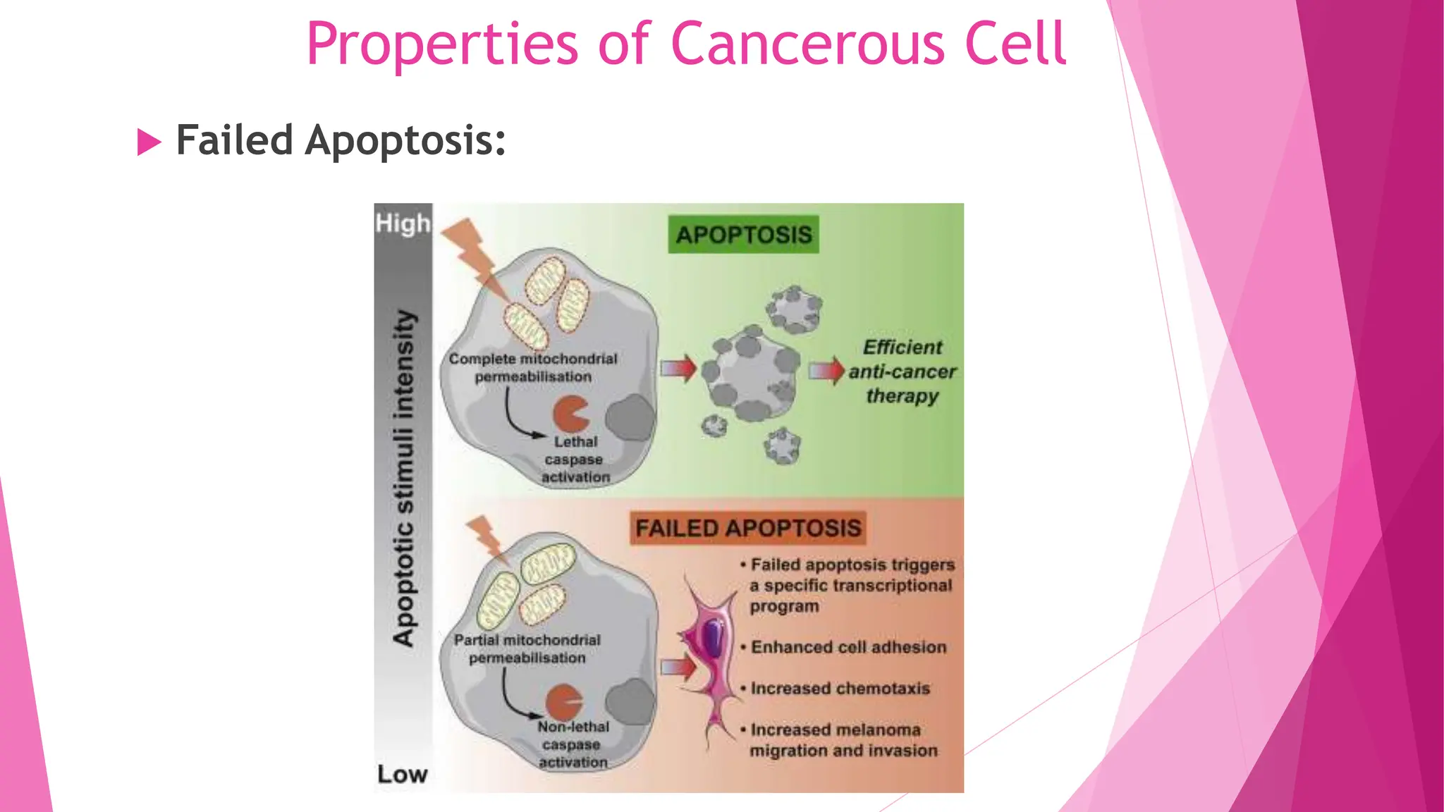 Characteristics of cancerous cell.pptx
