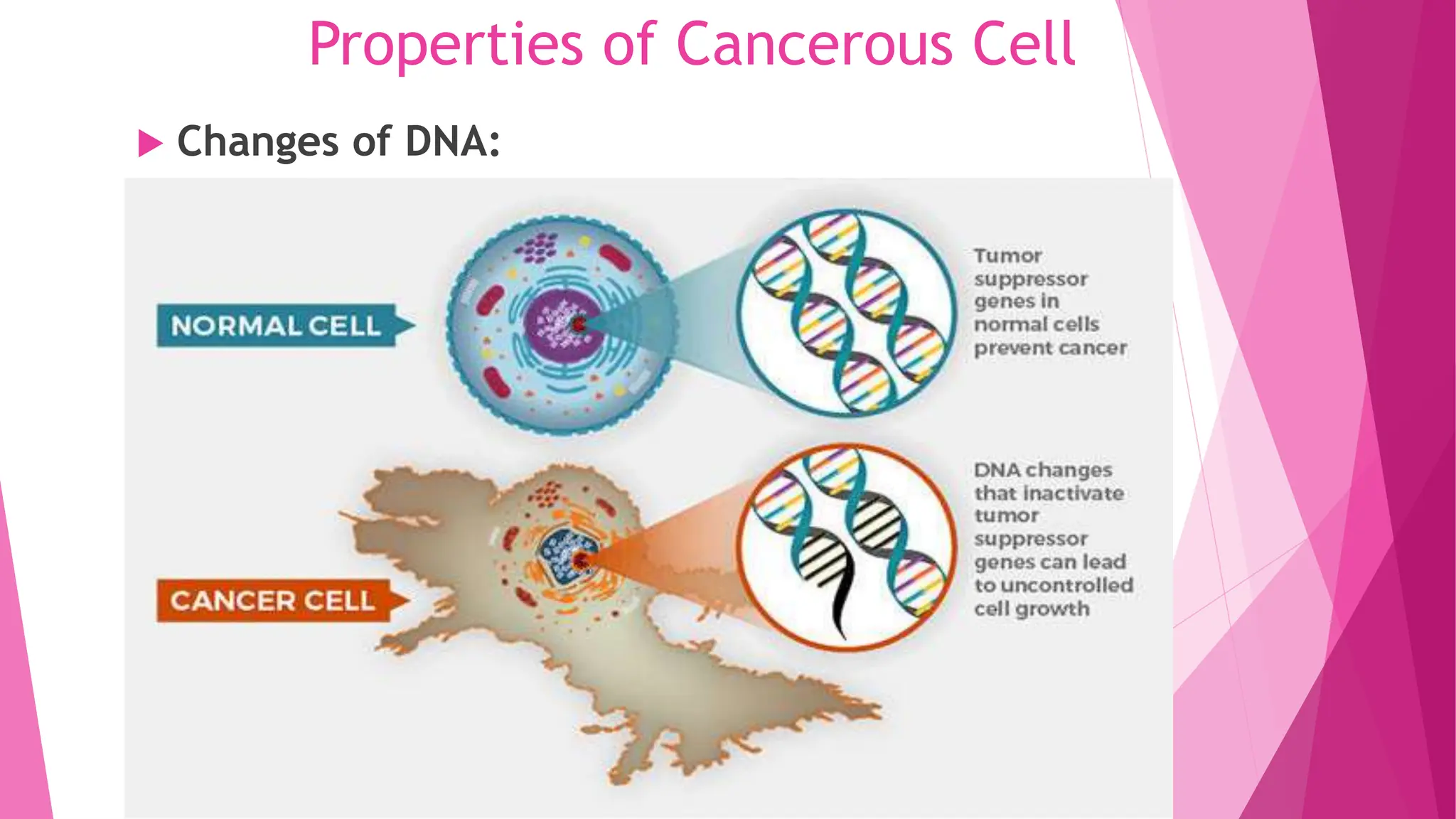 Characteristics of cancerous cell.pptx