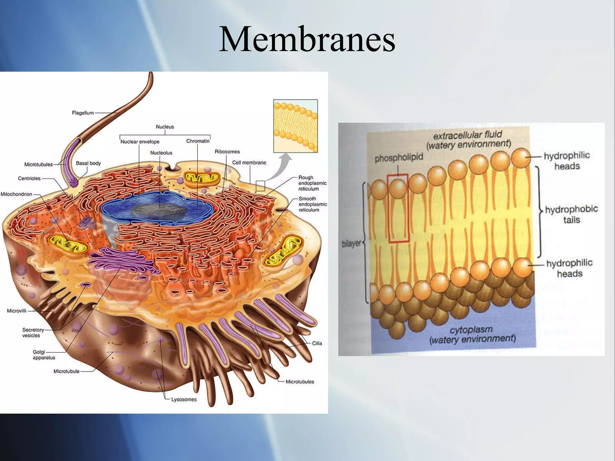 Characteristics of cells | PPT