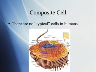 Characteristics of cells | PPT