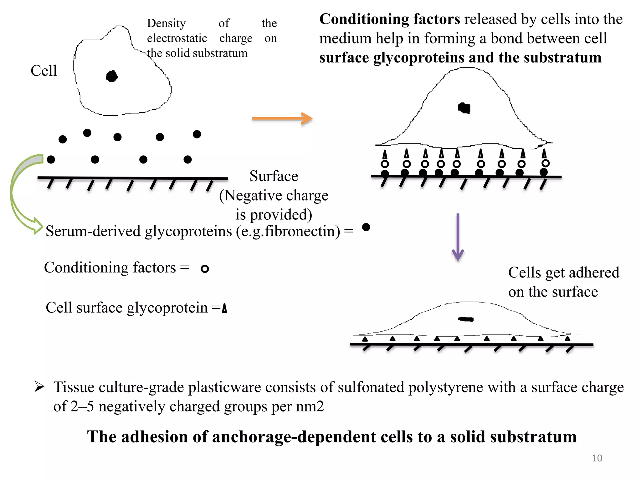 Characteristics of cells in culture | PPTX