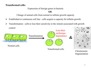 Characteristics of cells in culture | PPTX