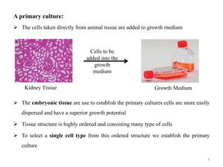 Characteristics of cells in culture | PPTX