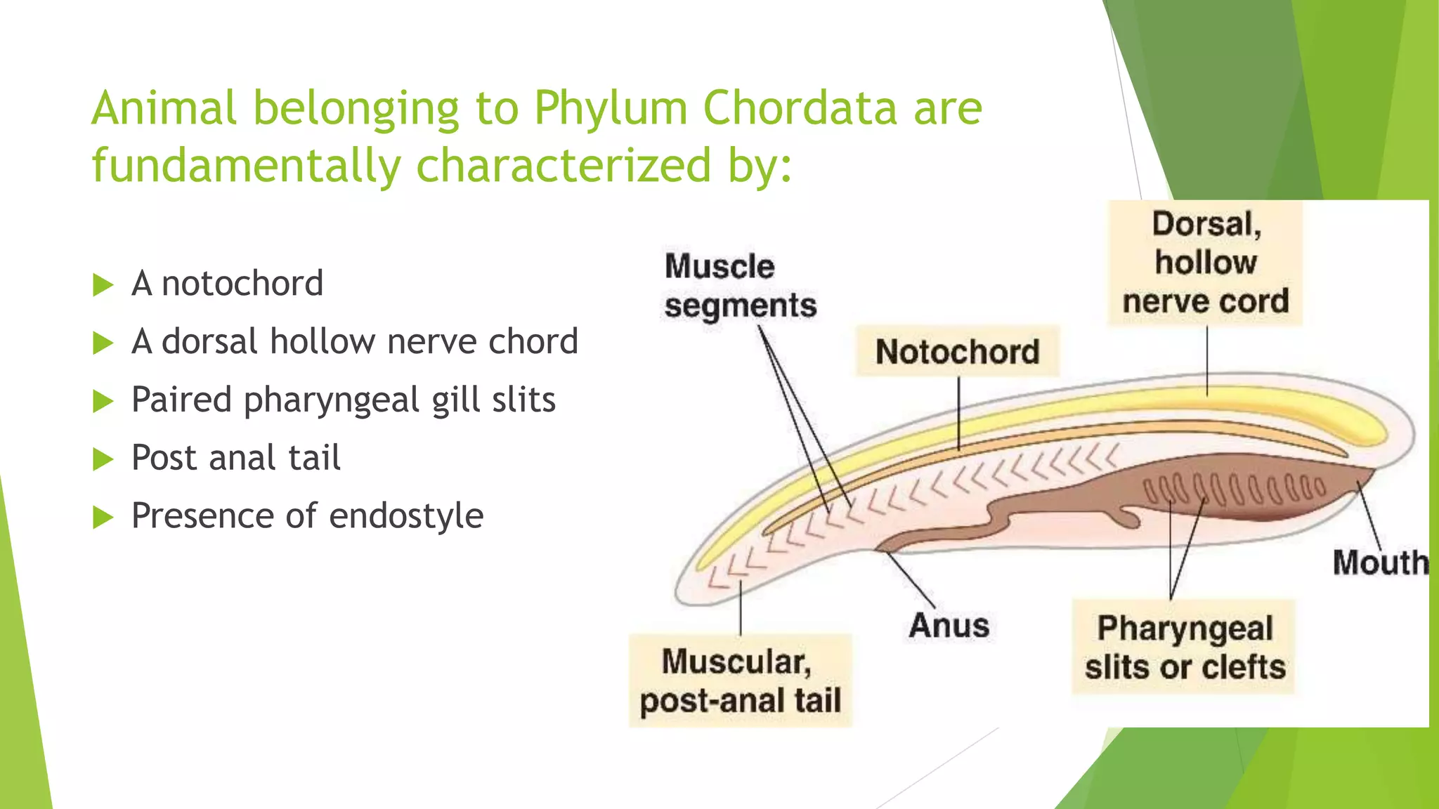 Characteristics of chordata1 | PPTX