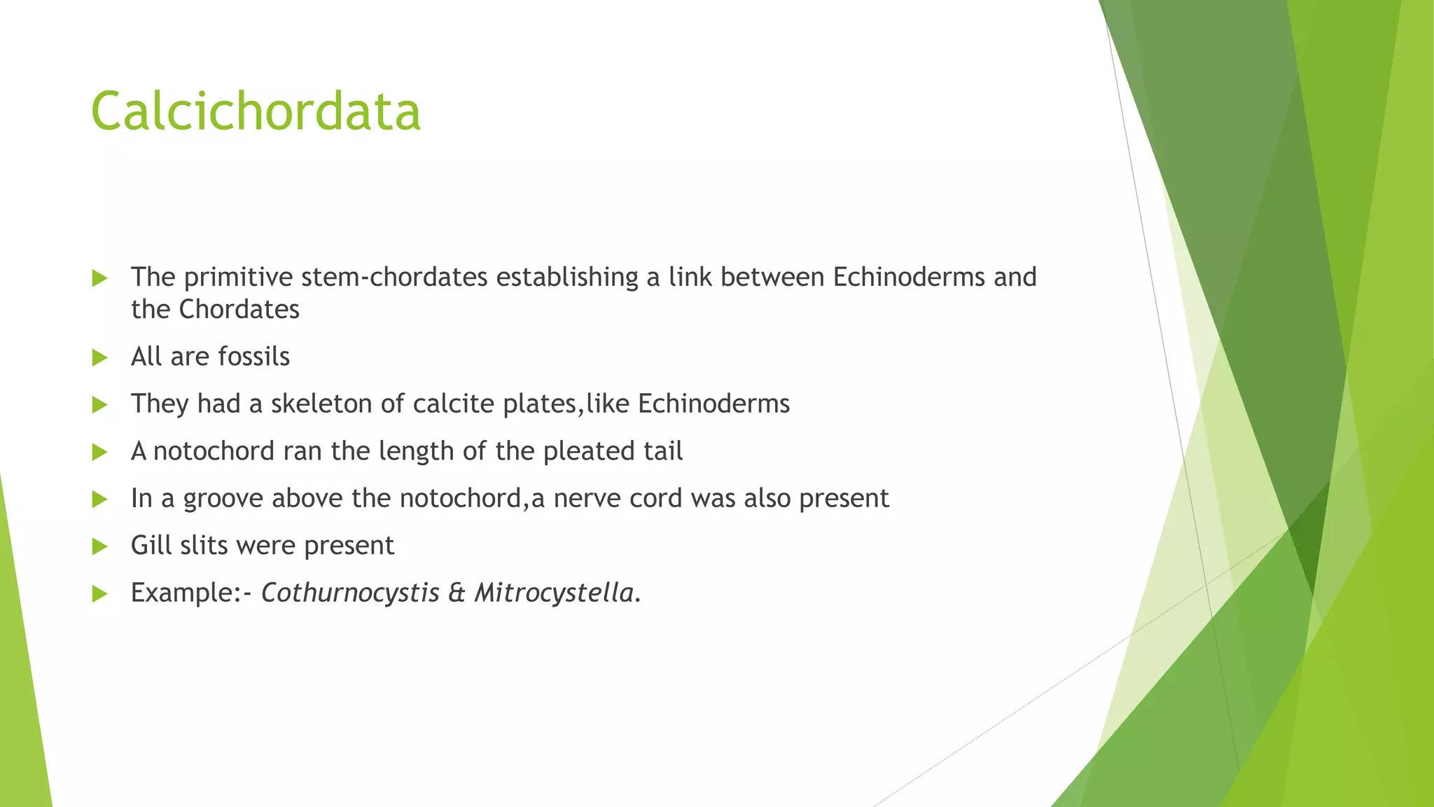 Characteristics of chordata1 | PPTX