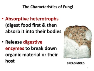 Characteristics of Fungi2024 .pptx