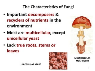 Characteristics of Fungi2024 .pptx