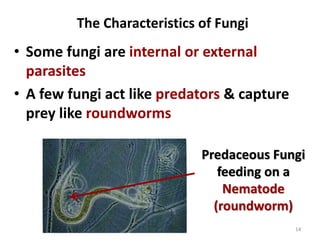 Characteristics of Fungi2024 .pptx