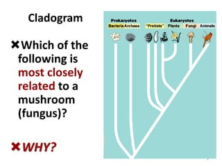 Characteristics of Fungi2024 .pptx
