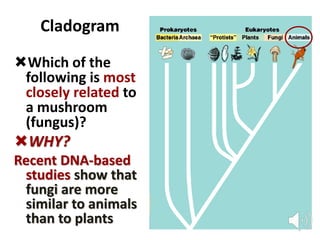 Characteristics of Fungi2024 .pptx