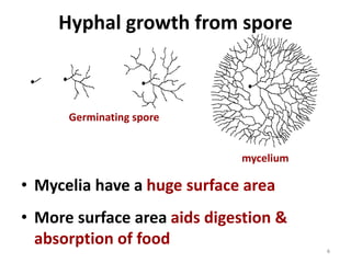 Characteristics of Fungi2024 .pptx