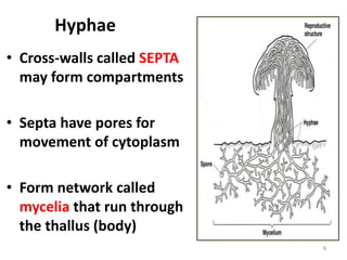 Characteristics of Fungi2024 .pptx
