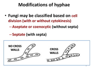 Characteristics of Fungi2024 .pptx