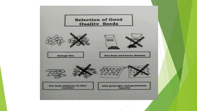 Characteristics of Good Quality Seeds.pptx | Agriculture | Industries