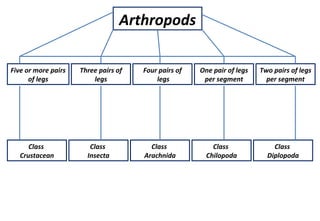 Characteristics of invertebrate animals | PPT