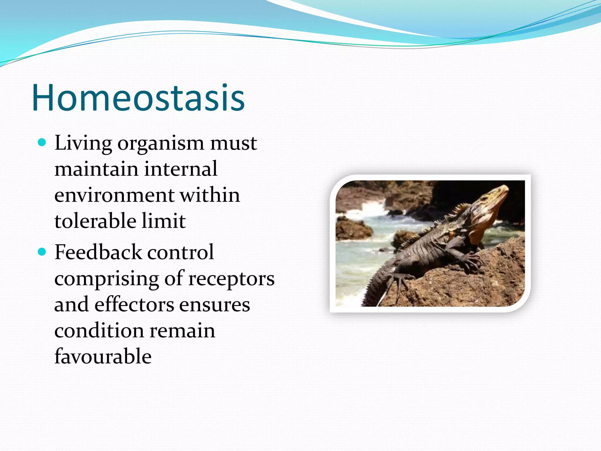 Characteristics of Life | PPTX | Biological Sciences | Science