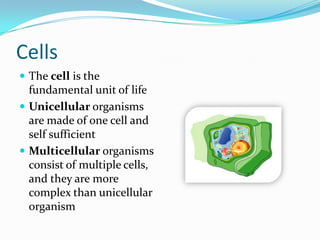 Characteristics of Life | PPTX | Biological Sciences | Science